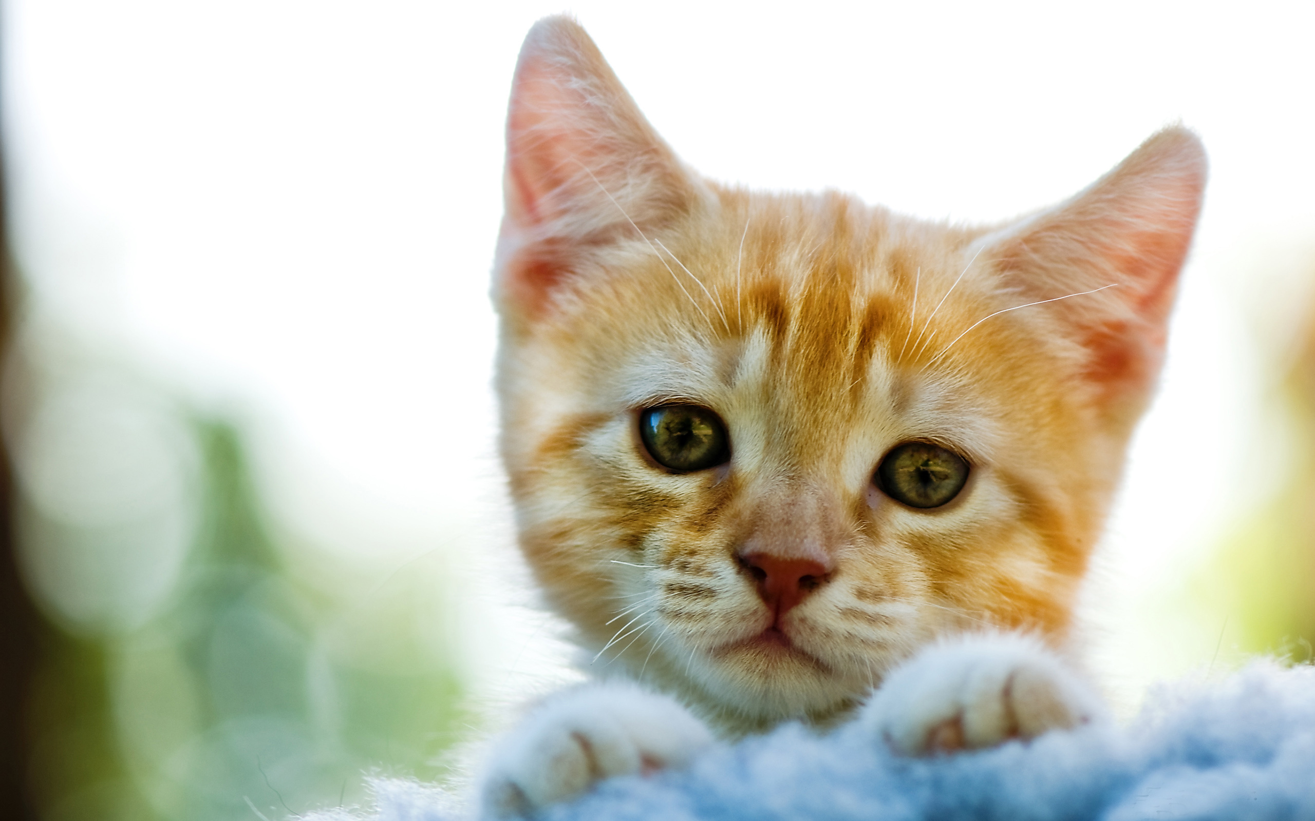 Animals Wallpaper Set 6 – Awesome Wallpapers