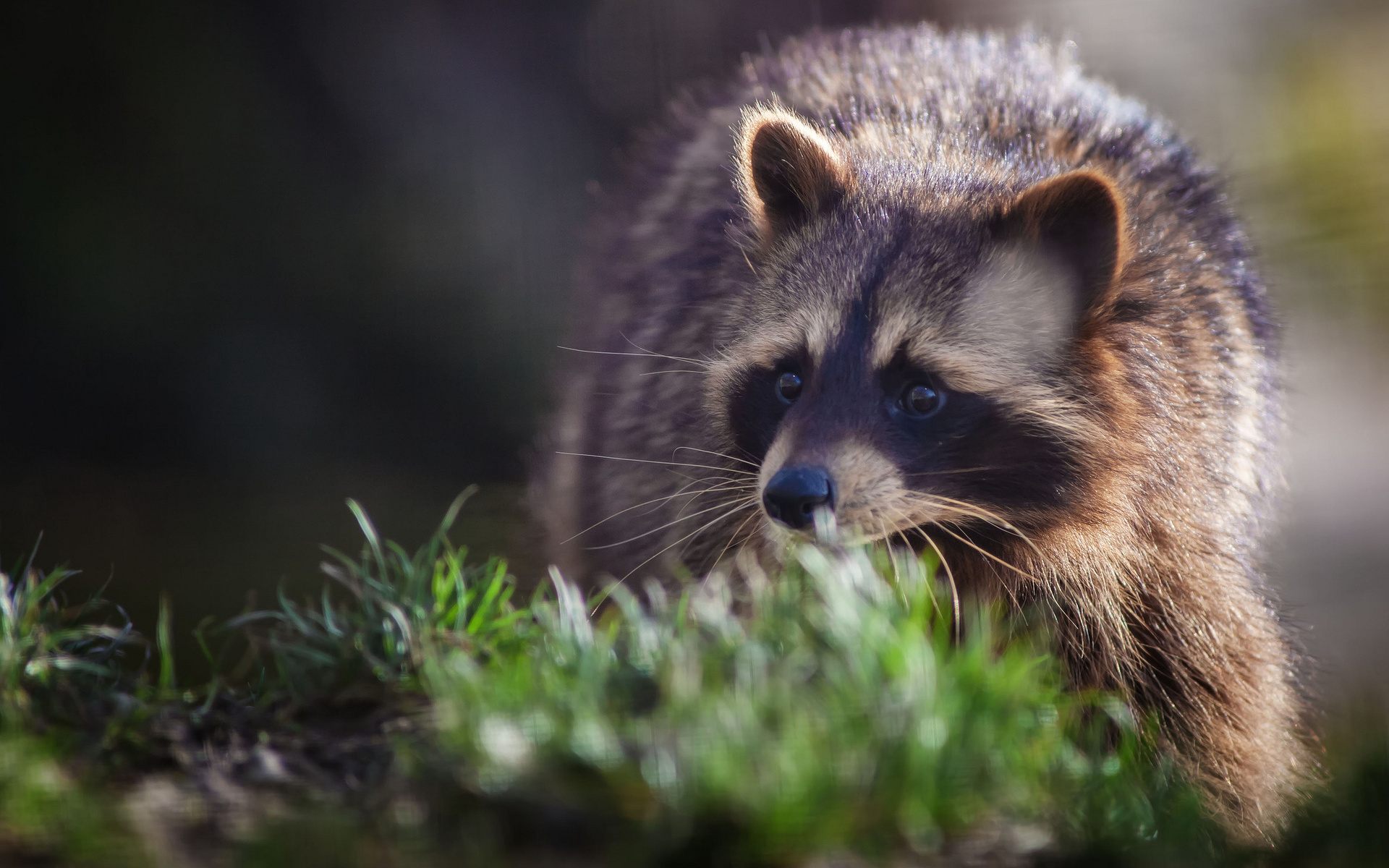 Animals Wallpaper Set 11 – Awesome Wallpapers