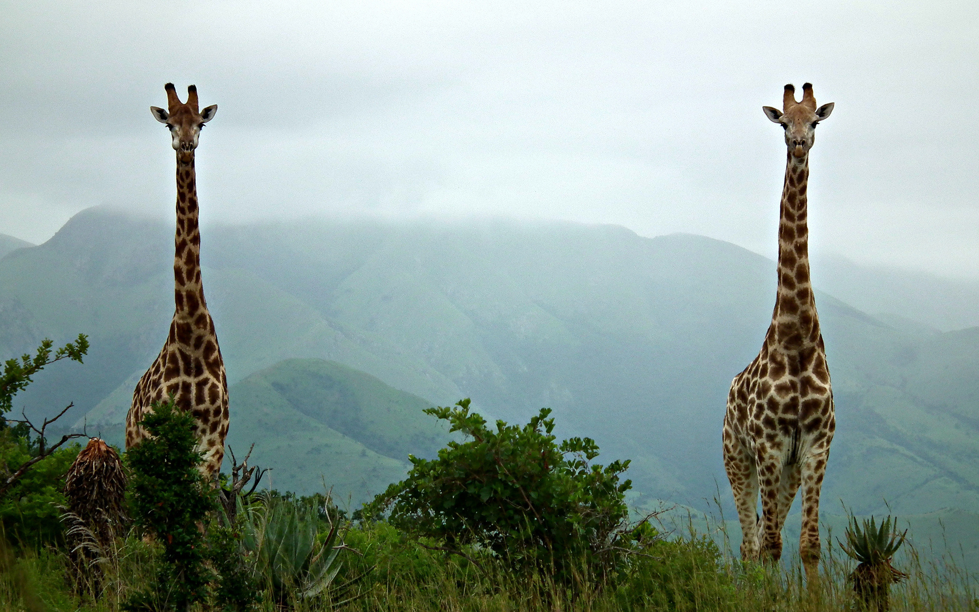 Animals Wallpaper Set 11 – Awesome Wallpapers