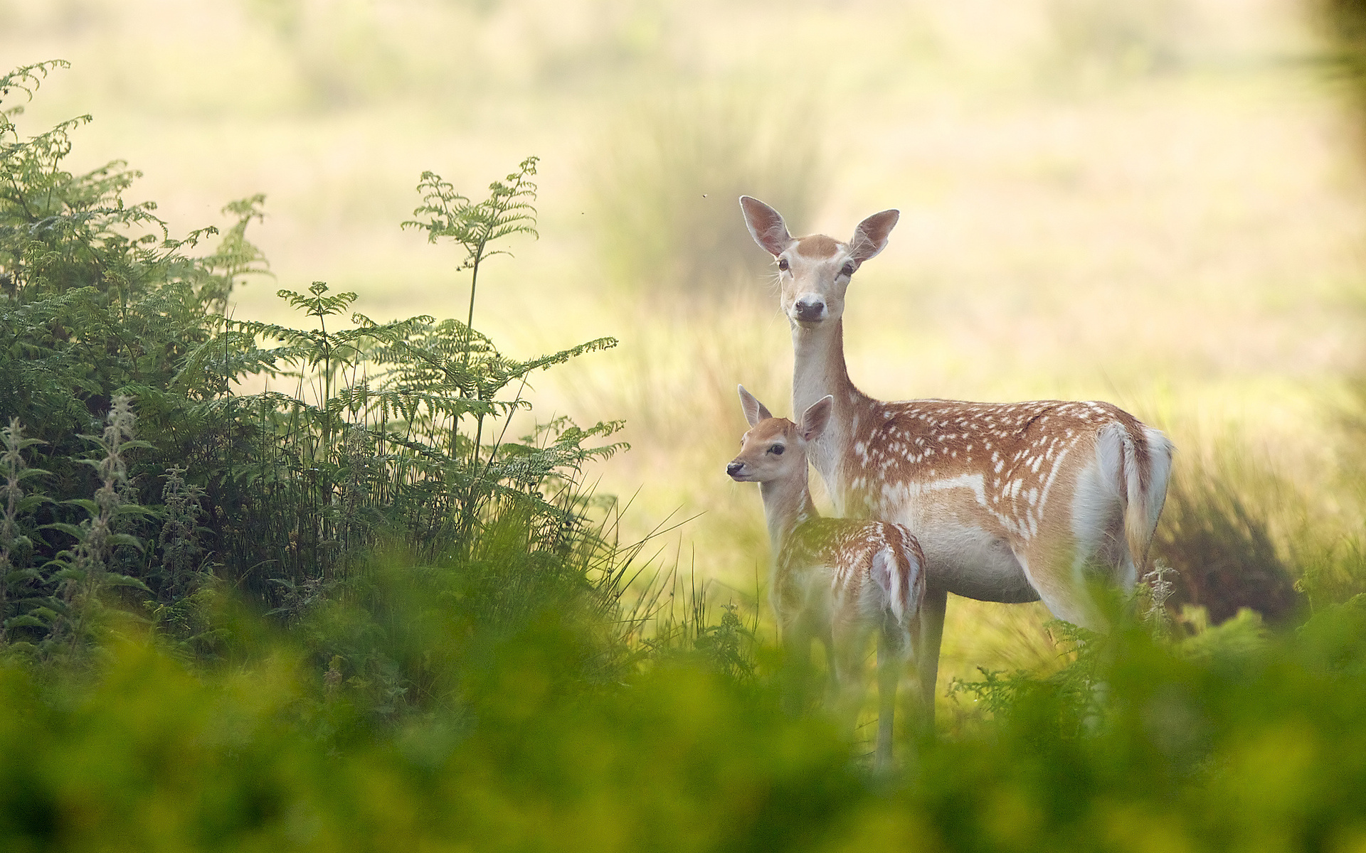 Animals Wallpaper Set 12 – Awesome Wallpapers