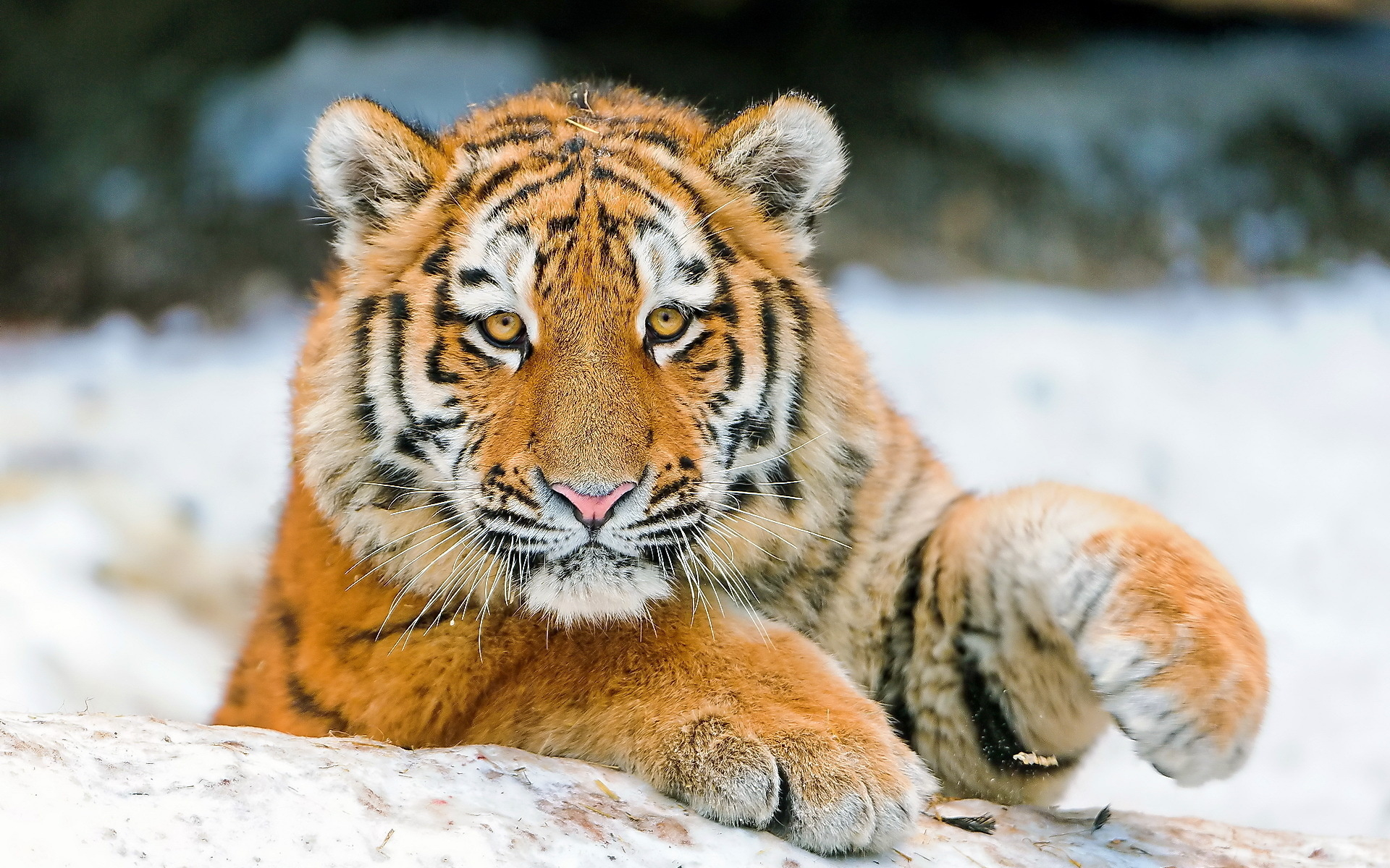 Animals Wallpaper Set 23 – Awesome Wallpapers