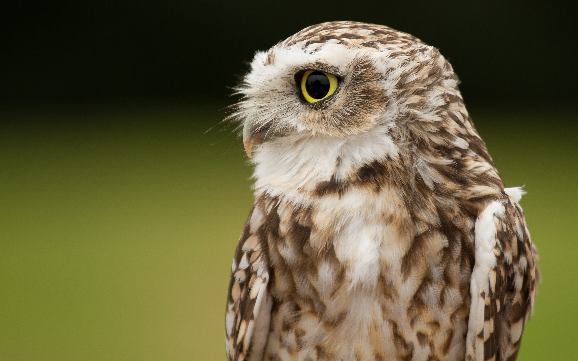 Animals Wallpaper Set 24 – Awesome Wallpapers