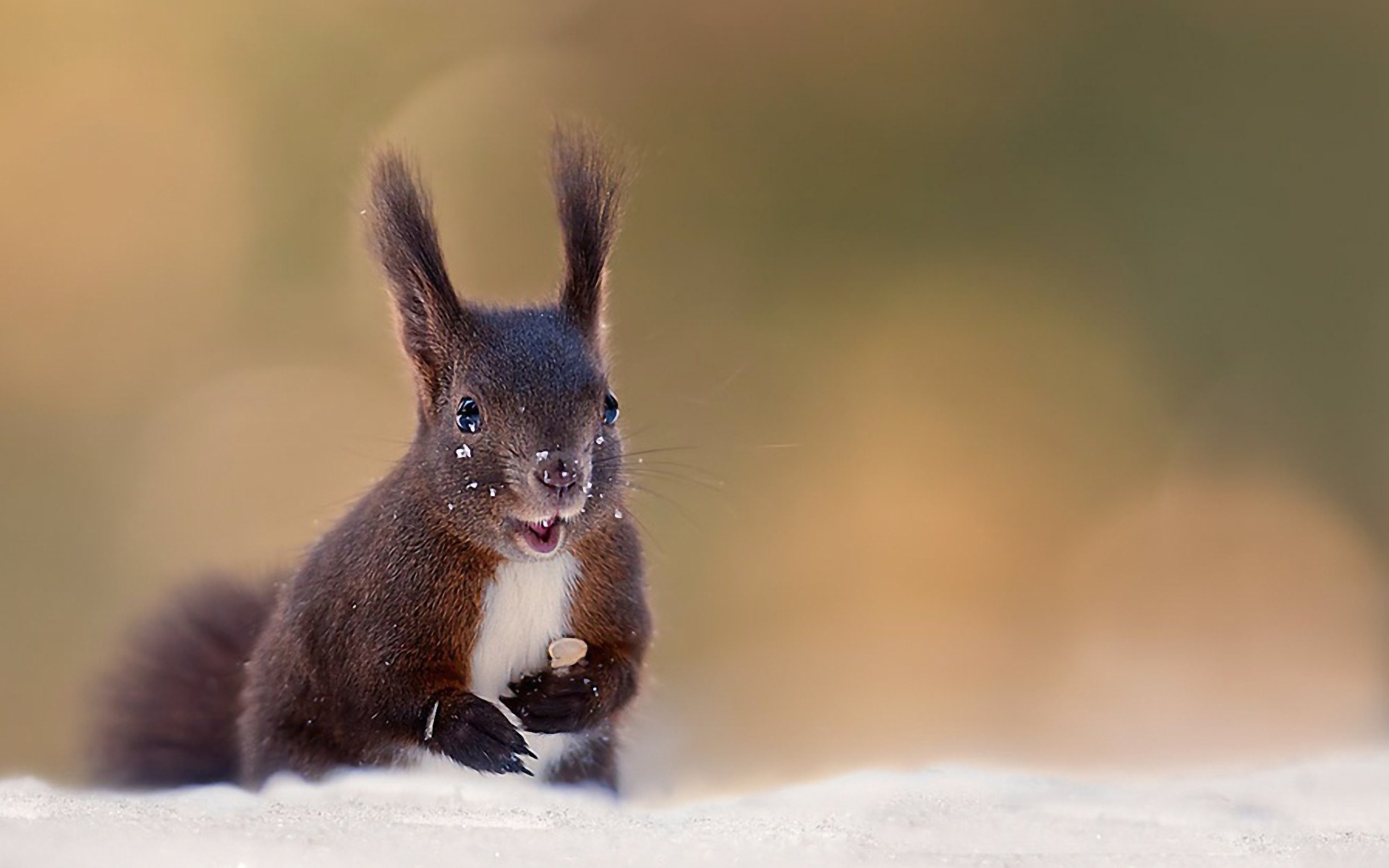 Animals Wallpaper Set 25 – Awesome Wallpapers