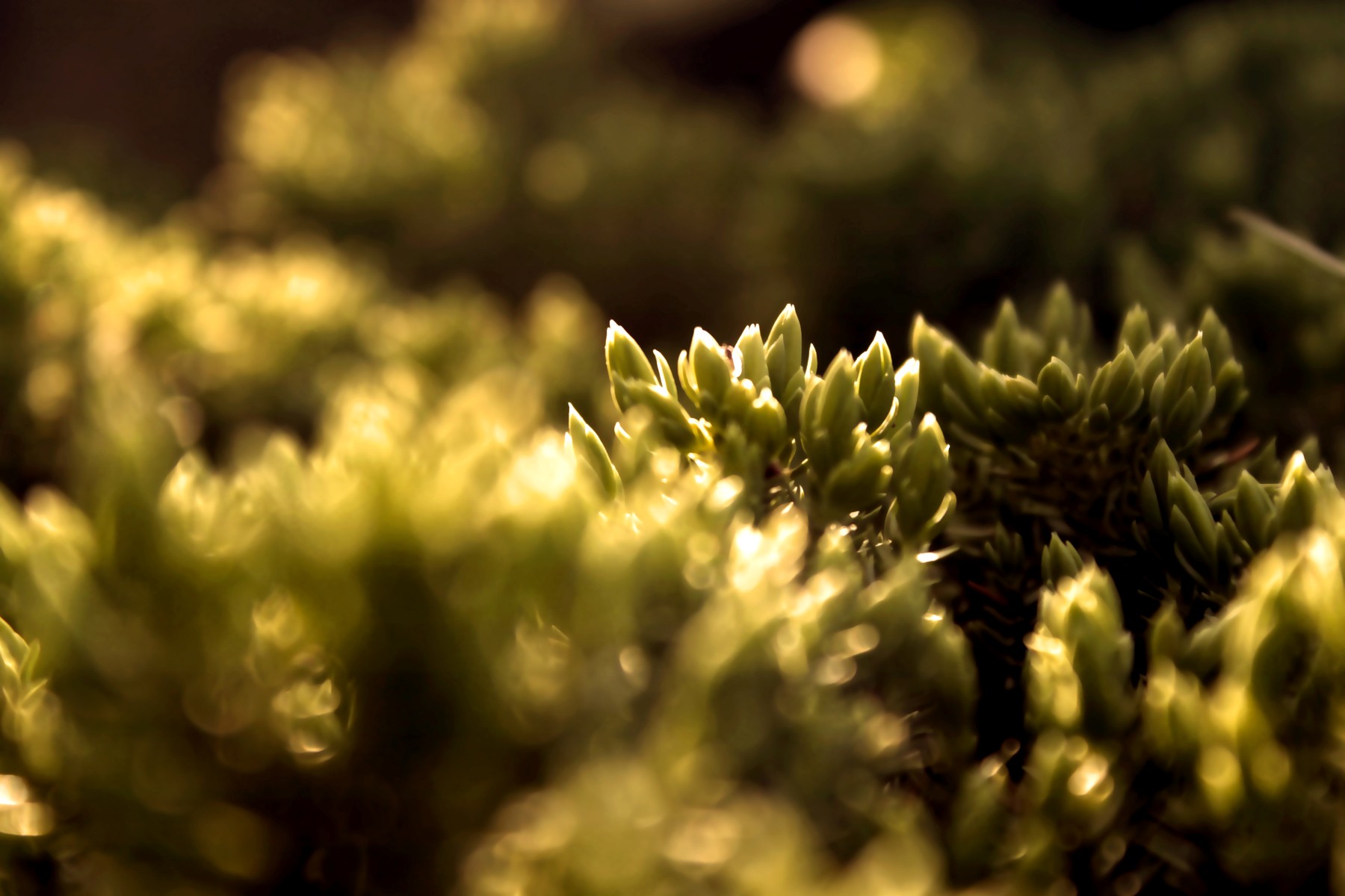 Nature Wallpaper Set 95 – Awesome Wallpapers