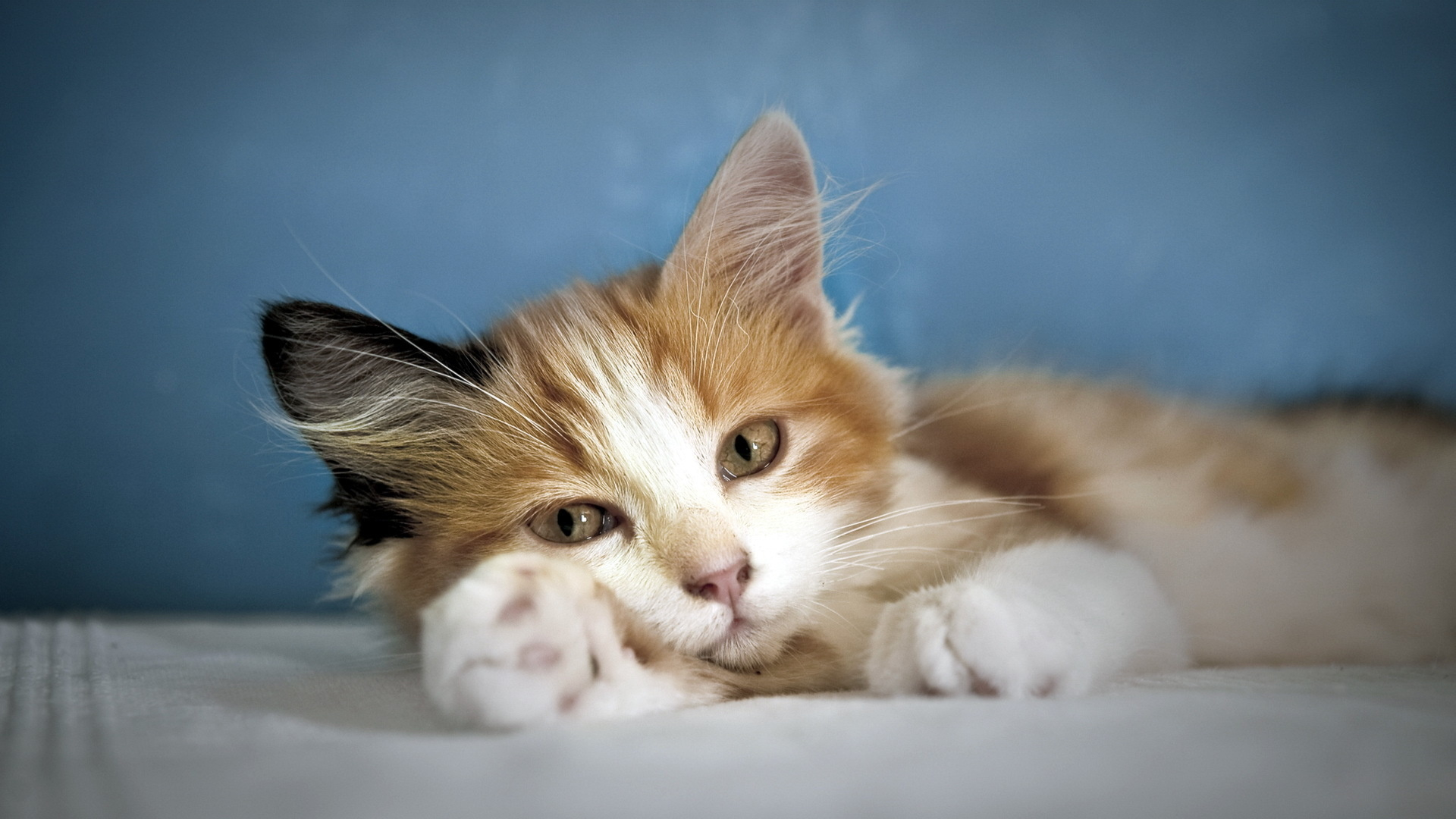 Animals Wallpaper Set 27 – Awesome Wallpapers