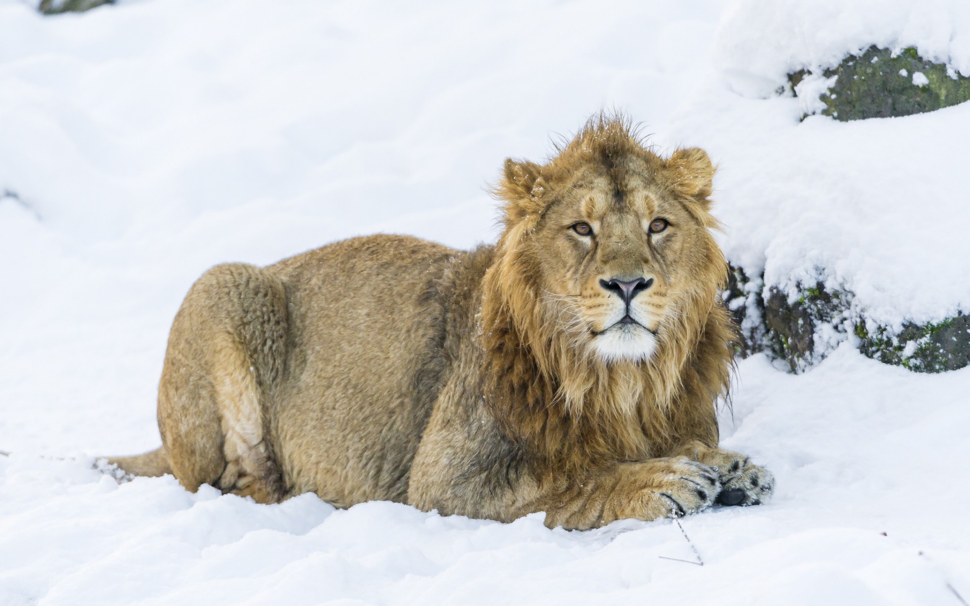Animals Wallpaper Set 27 – Awesome Wallpapers