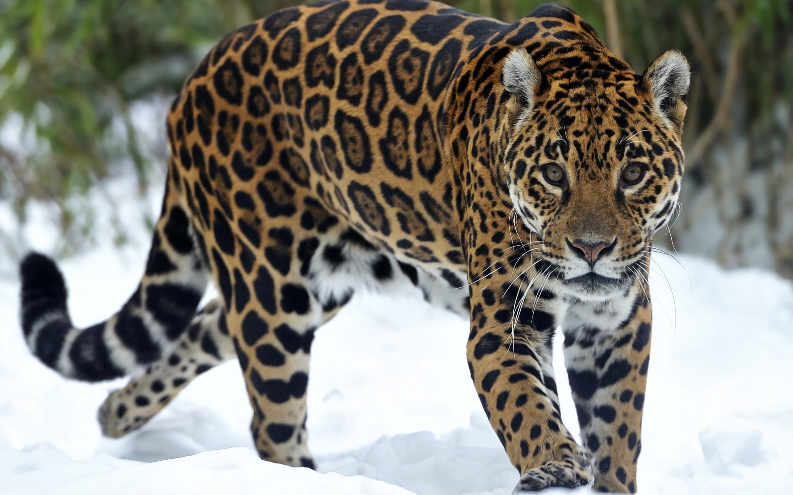 Animals Wallpaper Set 29 – Awesome Wallpapers